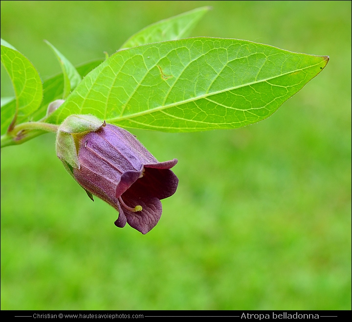 Belladonne - Atropa belladonna
