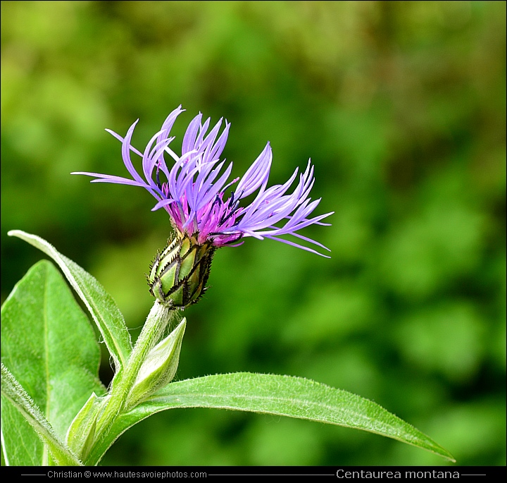 Bleuet de montagne - Centaurea montana