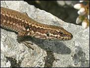 1128 photos d'animaux sauvages et d'insectes de Haute-Savoie et des ...